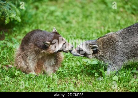 Raccoon (Procyon lotor), in a forest, captive, Germany, Europe Stock ...