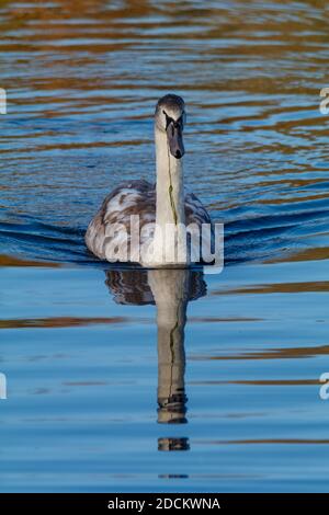 A calm morning out at Backwell lake nature reserve with the swans Stock ...