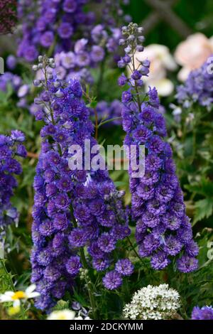 Delphinium elatum Highlander Bolero,Double lavender-blue flowers,cream centre,flowers,flowering ...