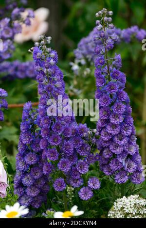 Delphinium elatum Highlander Bolero,Double lavender-blue flowers,cream ...