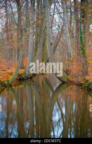 ditch in an autumn forest with overhanging trees Stock Photo - Alamy