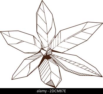Outlined hand drawind geometrical blossoming flower, Ylang-Ilang bud ...