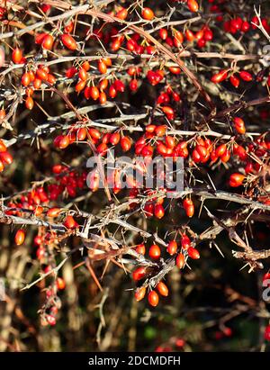 Red hawthorn berries on a hawthorn hedge behind black railings. Fall ...
