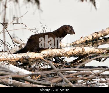 Mink close-up profile view sitting on a rock with blur blue water ...