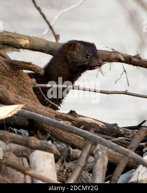 A beautiful shot of an american mink in the forest Stock Photo - Alamy