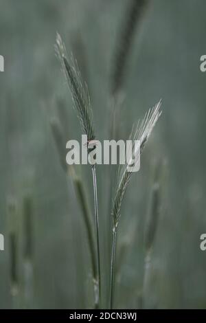 Yellow grass field with trees blown by the winds to one side Stock ...