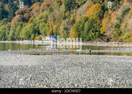 Autumn trees above waterfront homes in Des Moines, Washington Stock ...