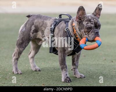 Young playful 6 month old French bulldog posing for my camera and ...