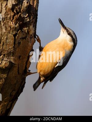A Nuthatch clinging onto a Tree Trunk. County Durham, England, UK Stock ...