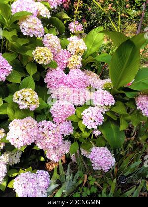 Image of beautiful blooming pink hydrangeas in the nature of Madeira ...