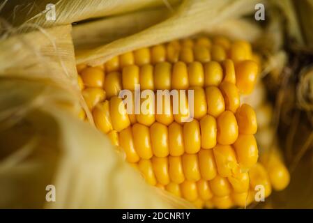 Boiled corn - portioned chunks. Boiled corn in chunks. Corn Stock Photo ...