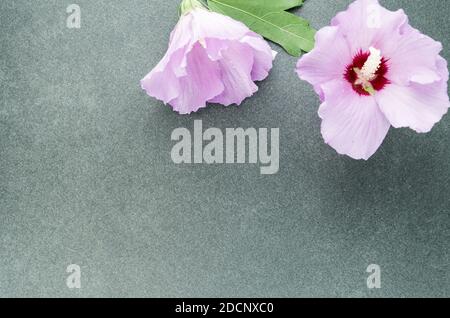 A top view of light purple hibiscus flowers on a rough textured ...