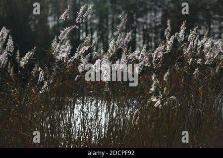 Stalk of reed with water reflections in fall Stock Photo - Alamy