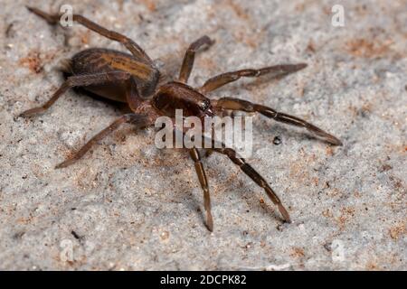 Prowling Spider of the species Teminius insularis Stock Photo - Alamy