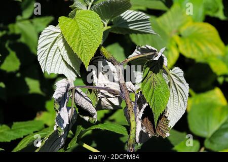 Closeup of the dying branch of a raspberry caused by cane blight Stock ...
