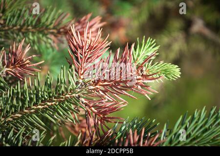Winter injury on the tips of a spruce tree Stock Photo - Alamy