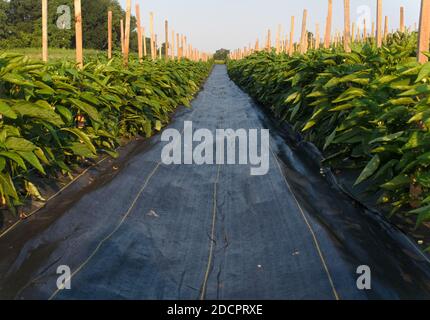 Black pepper plants on an organic pepper farm in Cambodia Stock Photo ...