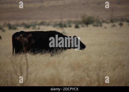 Portraits of Elgin Cattle Stock Photo - Alamy