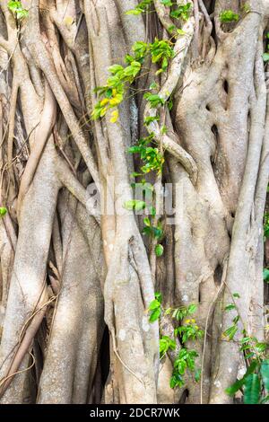 Root system of a strangler fig in Palawan, Philippines Stock Photo - Alamy