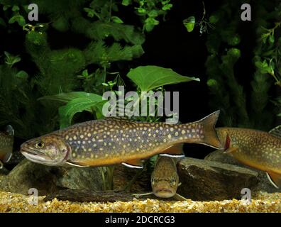 Brook Trout, salvelinus fontinalis, Adult Stock Photo - Alamy