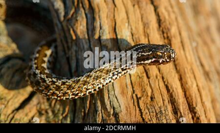 Steppe Viper (Vipera ursinii) poisonous snake, close up Stock Photo - Alamy