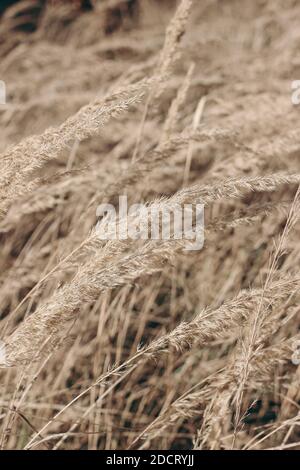 Seasonal dry flowers and grass close-up on a blurred background ...