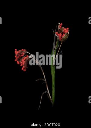 Seeds and pods of Iris foetidissima aka Stinking Iris isolated on white ...