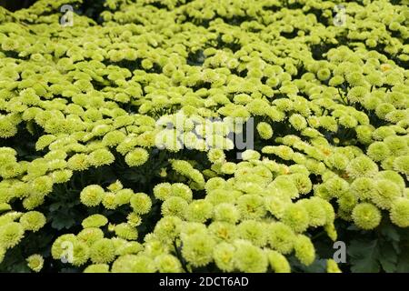 Chrysanthemum 'kermit' Chrysanthemum Stock Photo - Alamy