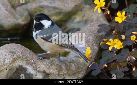 A closeup shot of a black-capped chickadee bird on a wood stamp Stock ...