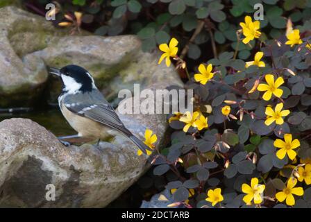 A closeup shot of a black-capped chickadee bird on a wood stamp Stock ...