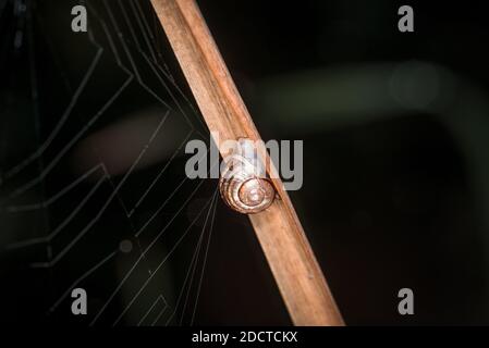 Small snail with snail shell on a reed with spider web on a lake or ...