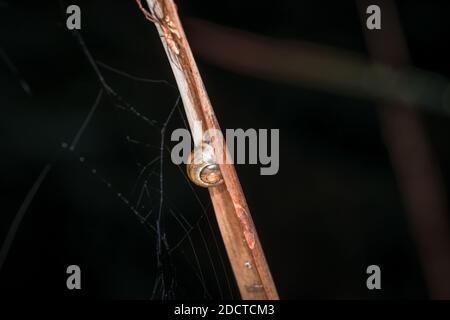 Small snail with snail shell on a reed with spider web on a lake or ...