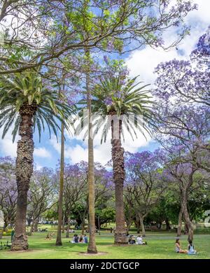 Jacaranda trees and garden in Hyde Park, Perth, Western Australia Stock ...