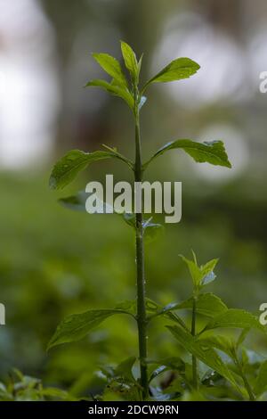 A closeup of a "candyleaf", "sweetleaf" or "sugarleaf" plant Stock ...