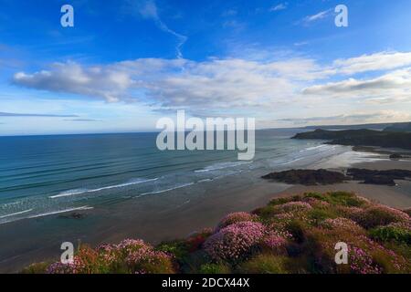 Cliff with sea pink overlooking the South West Coast path , Watergate ...