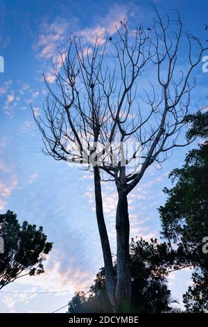 A dead tree in front of a beautiful sunset on Big Island, Hawaii, USA ...