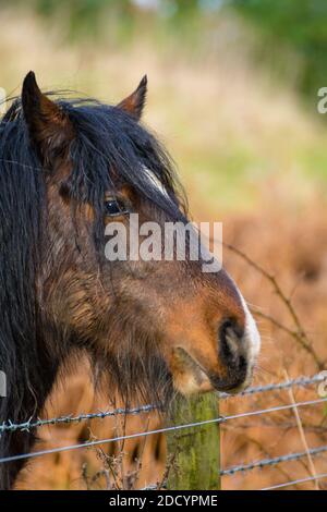 Side profile close up of beautiful woman looking out window Stock Photo ...