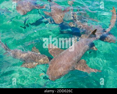 Snorkeling with nurse sharks in Belize at shark ray alley near ...