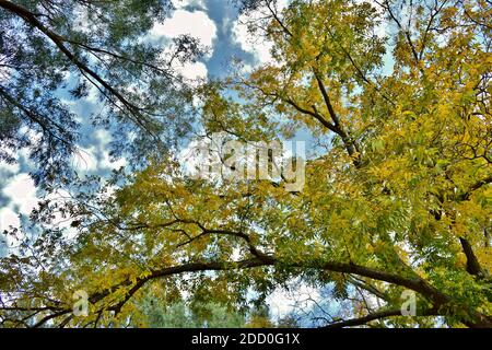 trees in Buskett woodlands Stock Photo - Alamy