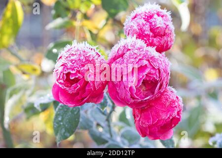 pink rose Pomponella with white frost macro Stock Photo - Alamy