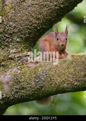 Dumfries and Galloway Red squirrel Sciurus vulgaris squirrel squirrels ...
