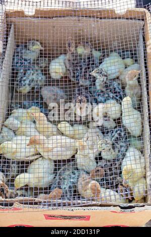 chicks in the box Stock Photo - Alamy