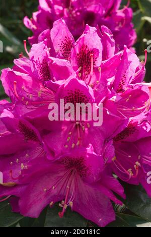 Vibrant Red Rhododendron Flowers Blooming in Spring Sunlight. Stock ...