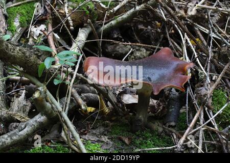 Bay Polypore (Polyporus durus) mushrooms growing on a rotting log in a ...