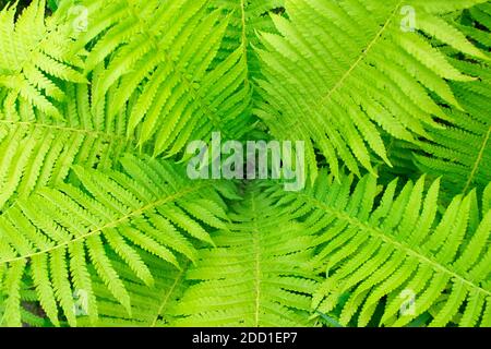 Perfect natural fern pattern. Beautiful background made with young ...