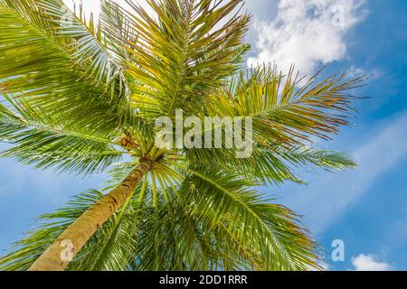Outdoor tree on sky background Stock Photo - Alamy