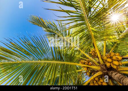 Palm trees under blue sky in Palolem beach, Goa, India Stock Photo - Alamy