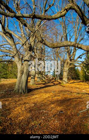 Turkey Oak or Austrian Oak (Quercus cerris) in urban setting in UK ...