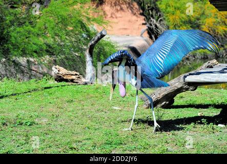 Marabou stork walking Stock Photo - Alamy