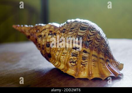 Giant triton shell from Palawan, Philippines Stock Photo - Alamy